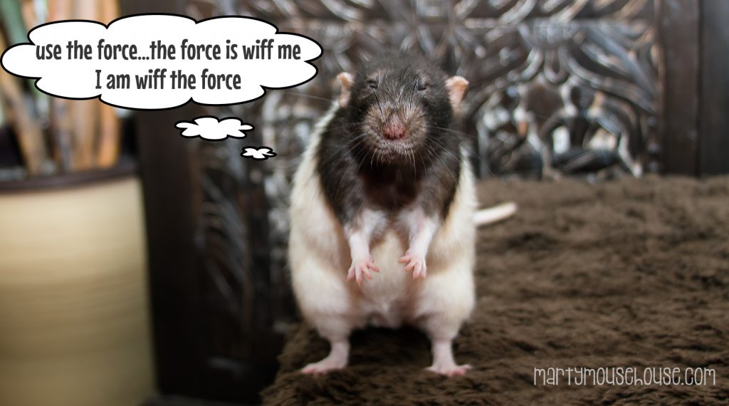 Fibbs Force Friday – Marty Mouse House
