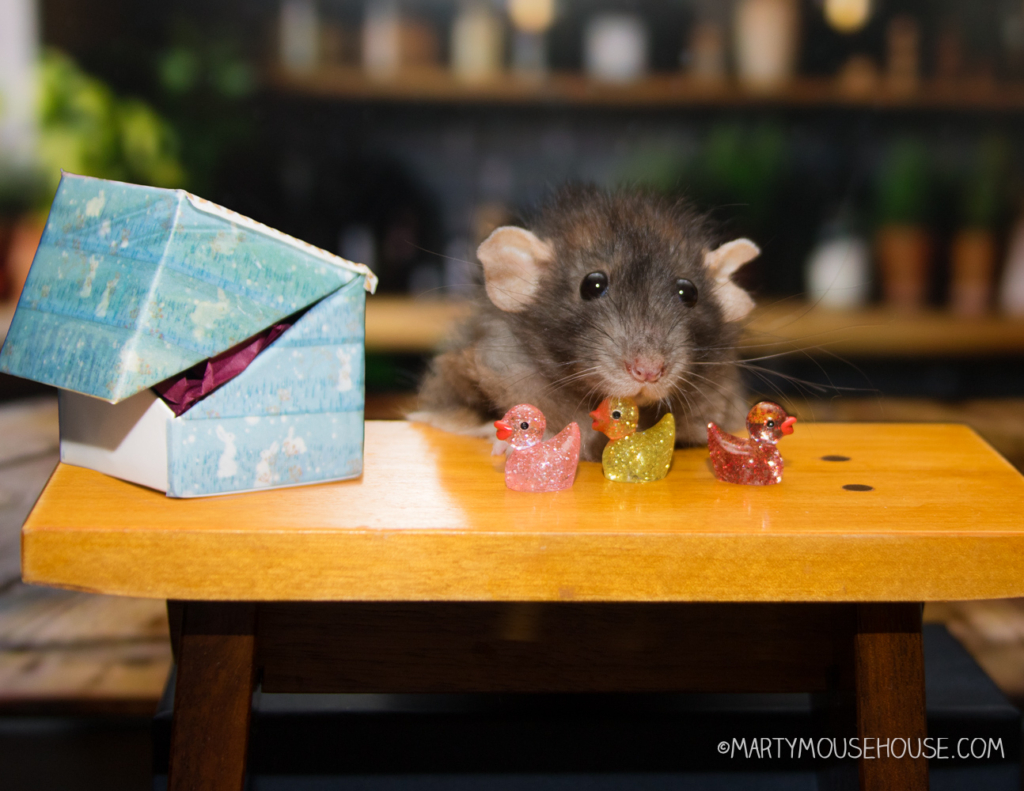 Were you wondering?? – Marty Mouse House